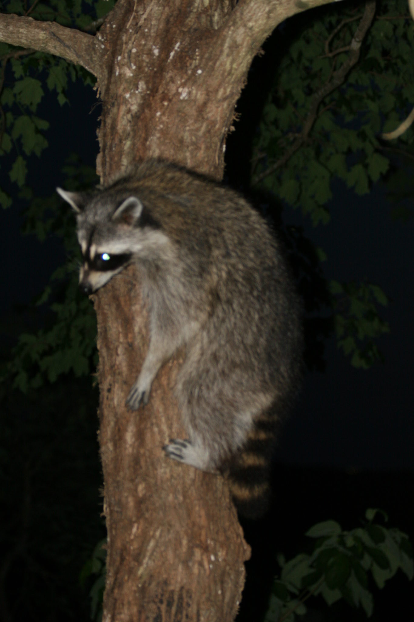 City of Merriam Woods, Missouri – A Purple Heart City – 4417 State ...